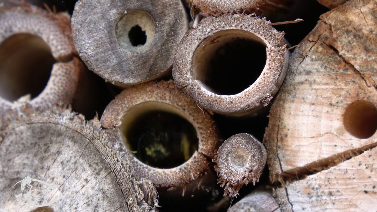 Buzzy bees - The Buzz of Spring #3 - YouTube