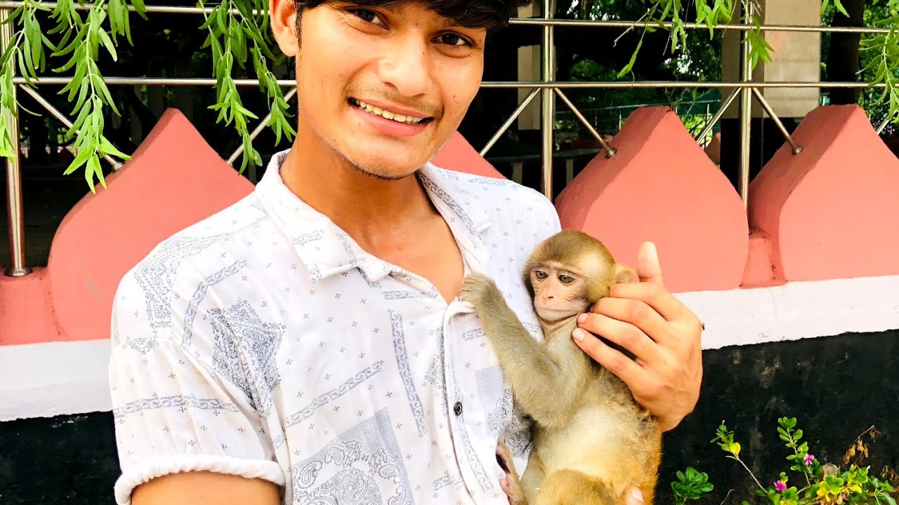 today I catch the monkey 🐵 see now - YouTube