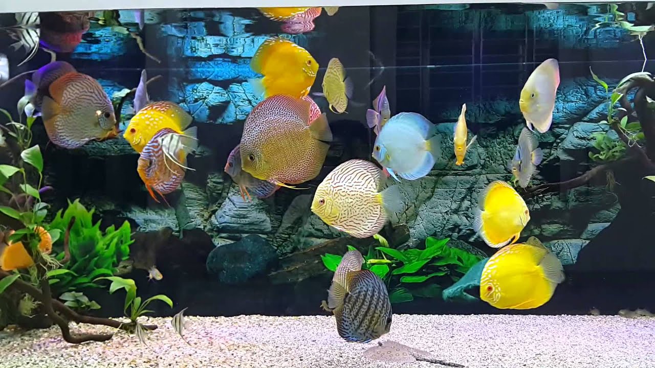 Discus Thai Nguyen VietNam - YouTube