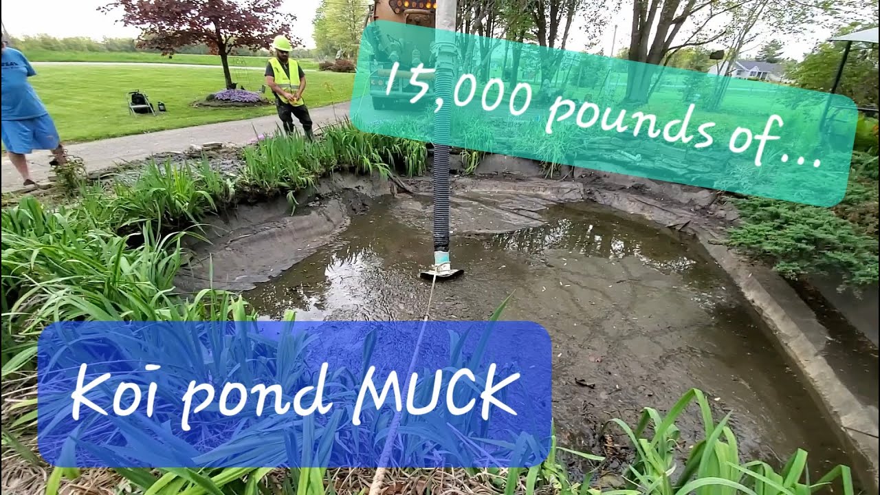 Dredging Koi pond muck... 30 fish in swimming pool! - YouTube