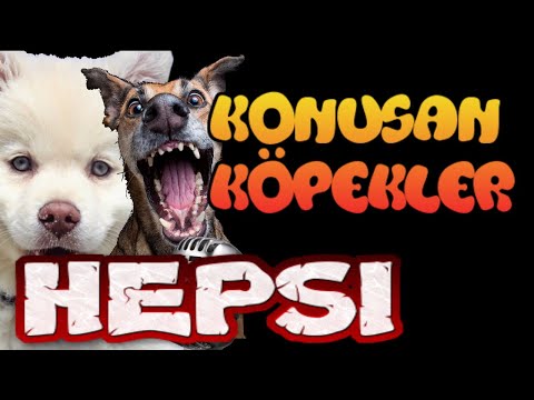Konuşan Köpekler tüm bölümler - En Komik Köpek Videoları