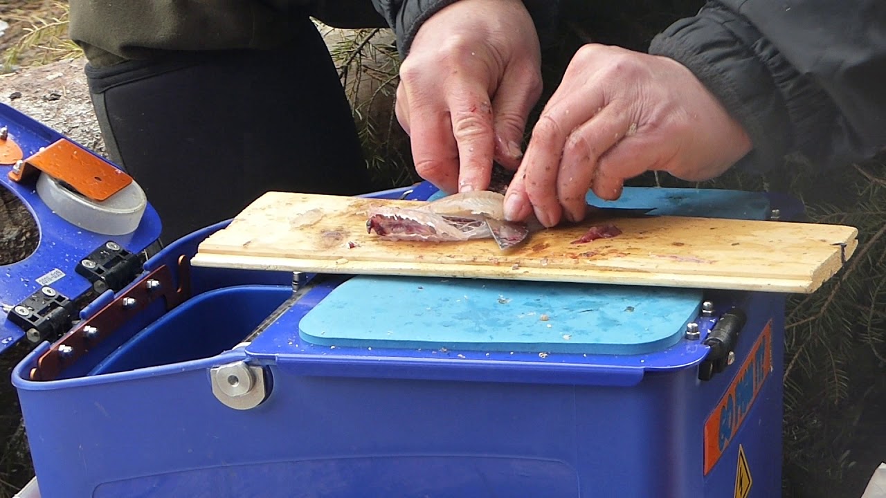 Rensing og filetering av Tryte - YouTube