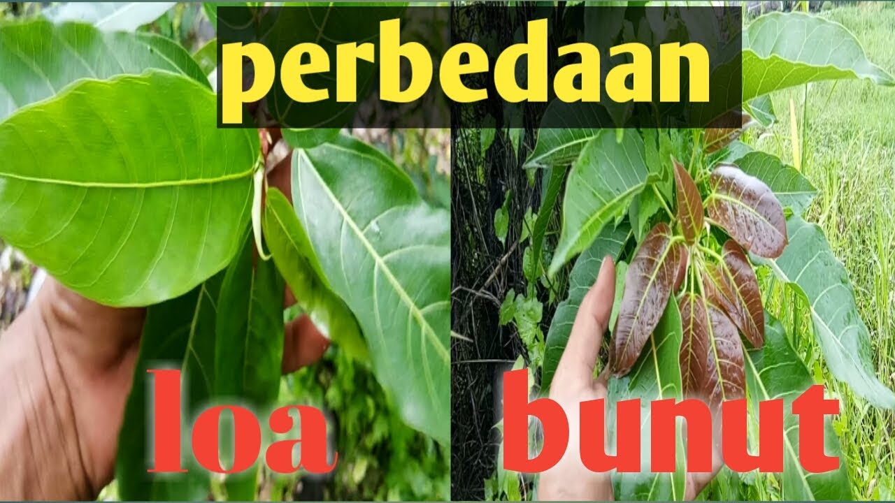 MELIHAT LANGSUNG!!! Perbedaan Bunut Dan Loa. Pohon Bunut,Loa Di Alam ...