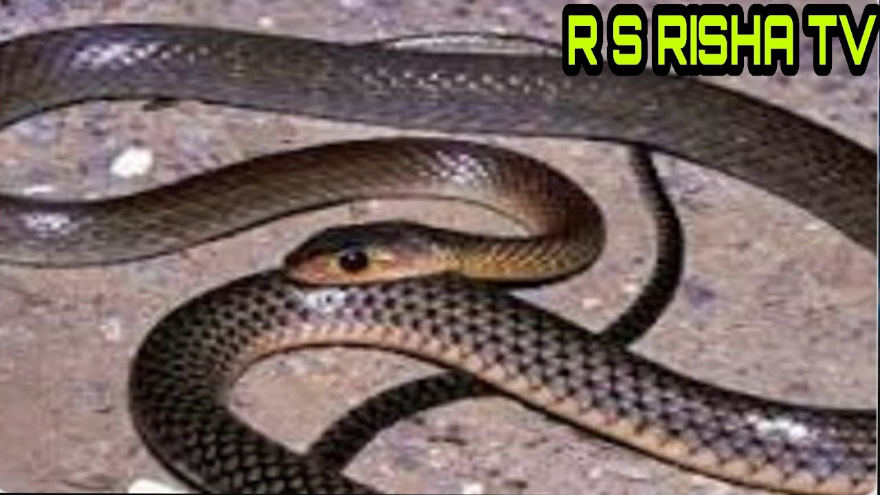 Oh! my god...Catching the big daraj snake.R S Risha tv. - YouTube