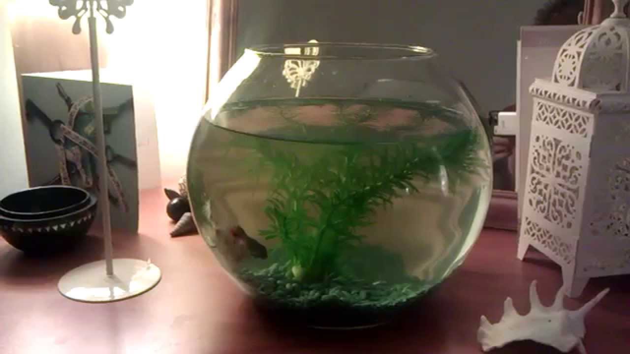 Pip & Fishtopher, moonwalking fish? - YouTube