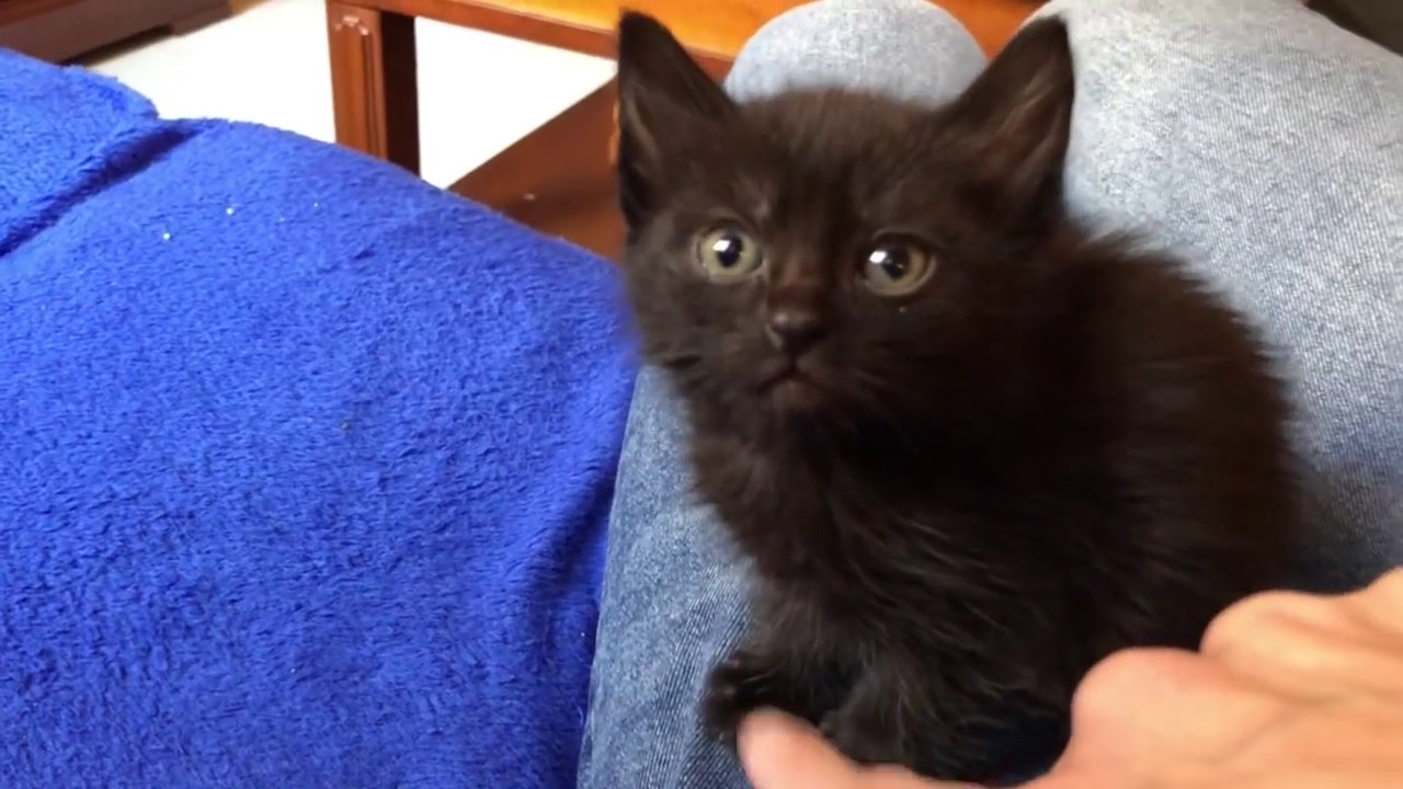Jugando con bebe Gata de color negro - YouTube