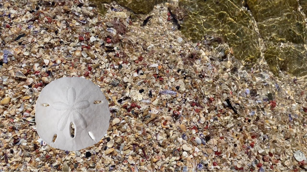 1,000,000 MICRO SEASHELL PILE SIFTING AT HIGH TIDE! How to go shell ...