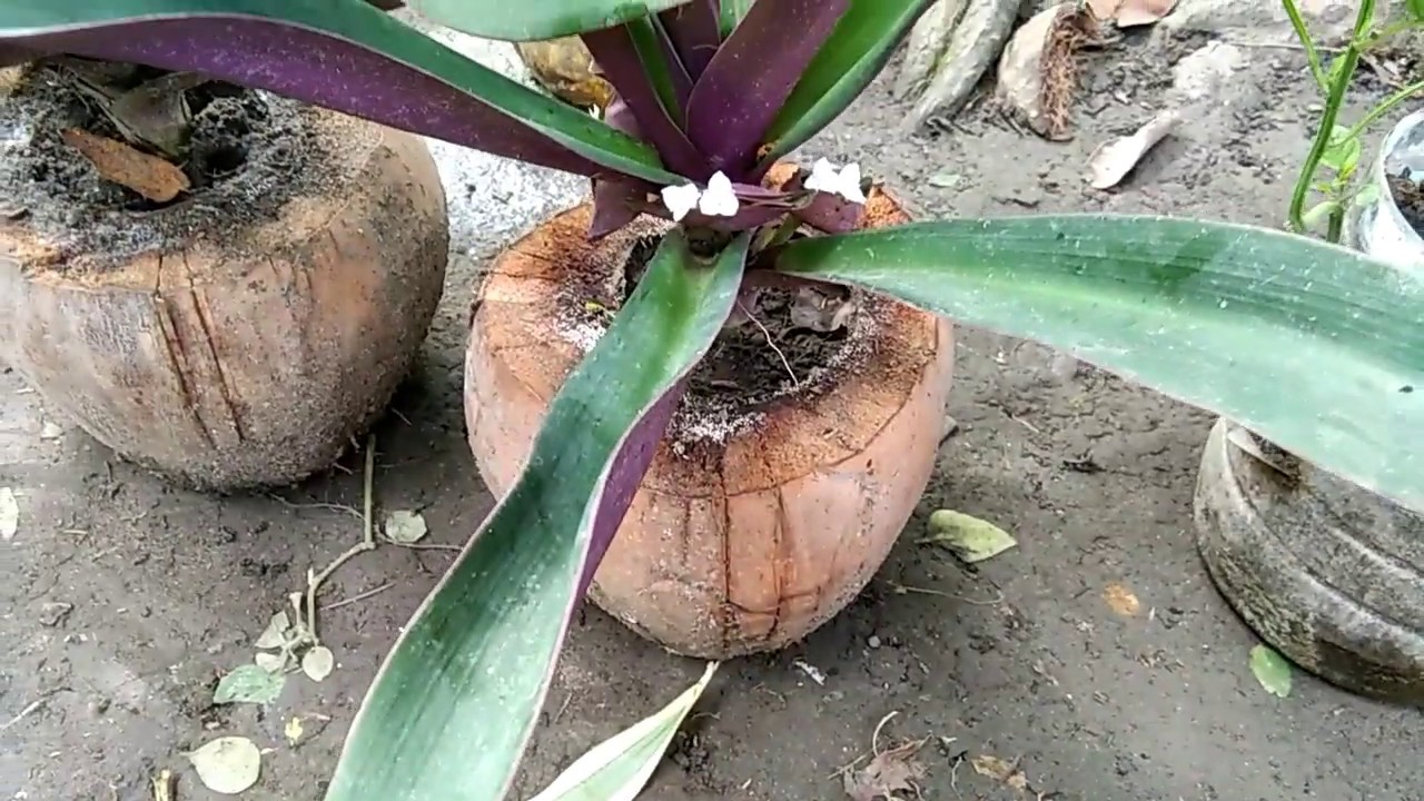 How to make coconut pot - YouTube