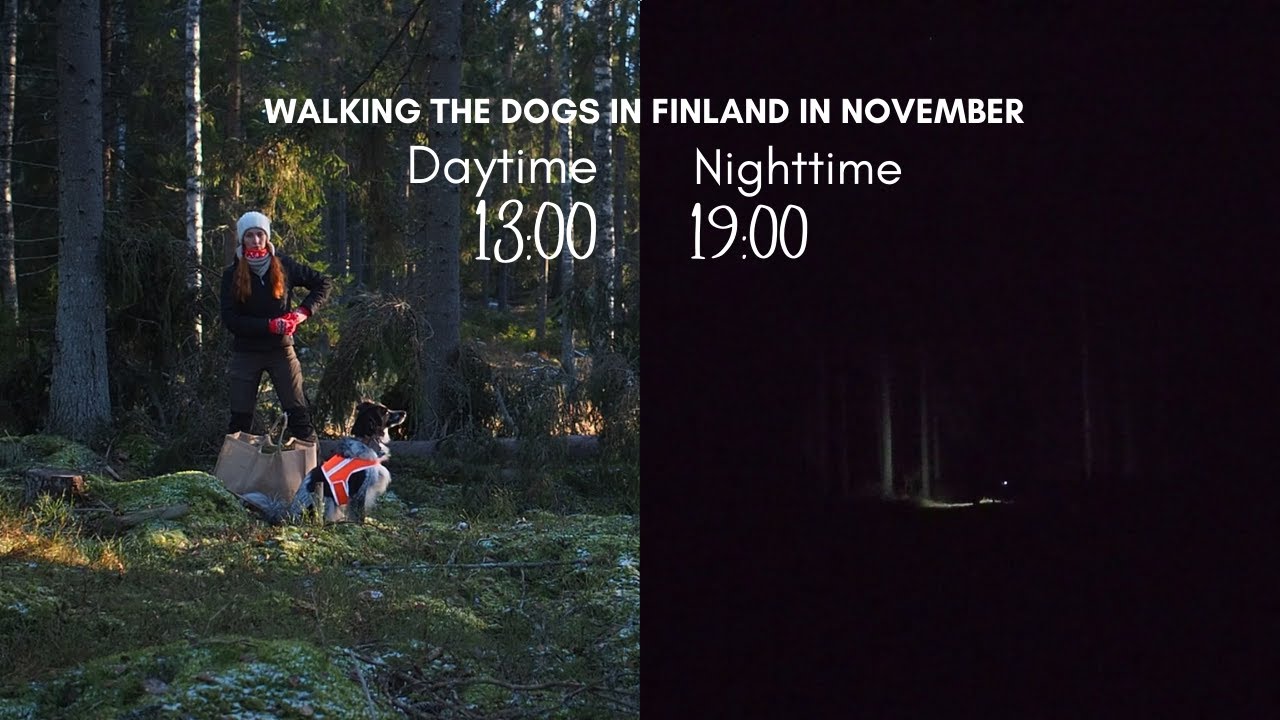 Cottage life in the Finnish forest: when it's dark, it's DARK ...