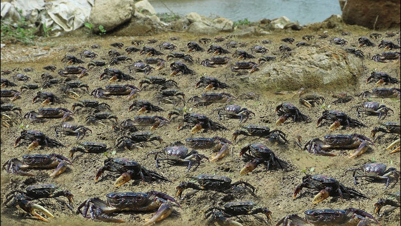 Wow Amazing catching craps! A lot of craps clime from lake, A fisher ...