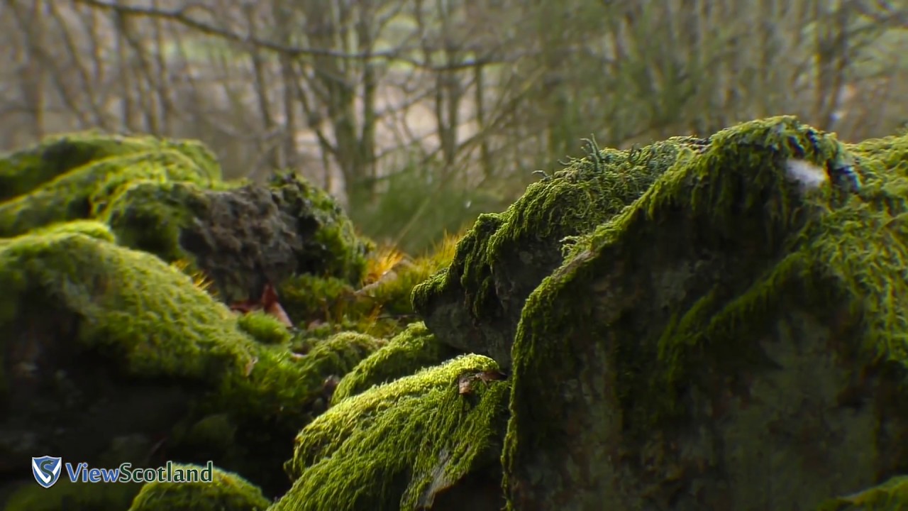 KIRKHILL FOREST 2017 - Aberdeen 1080HD - YouTube