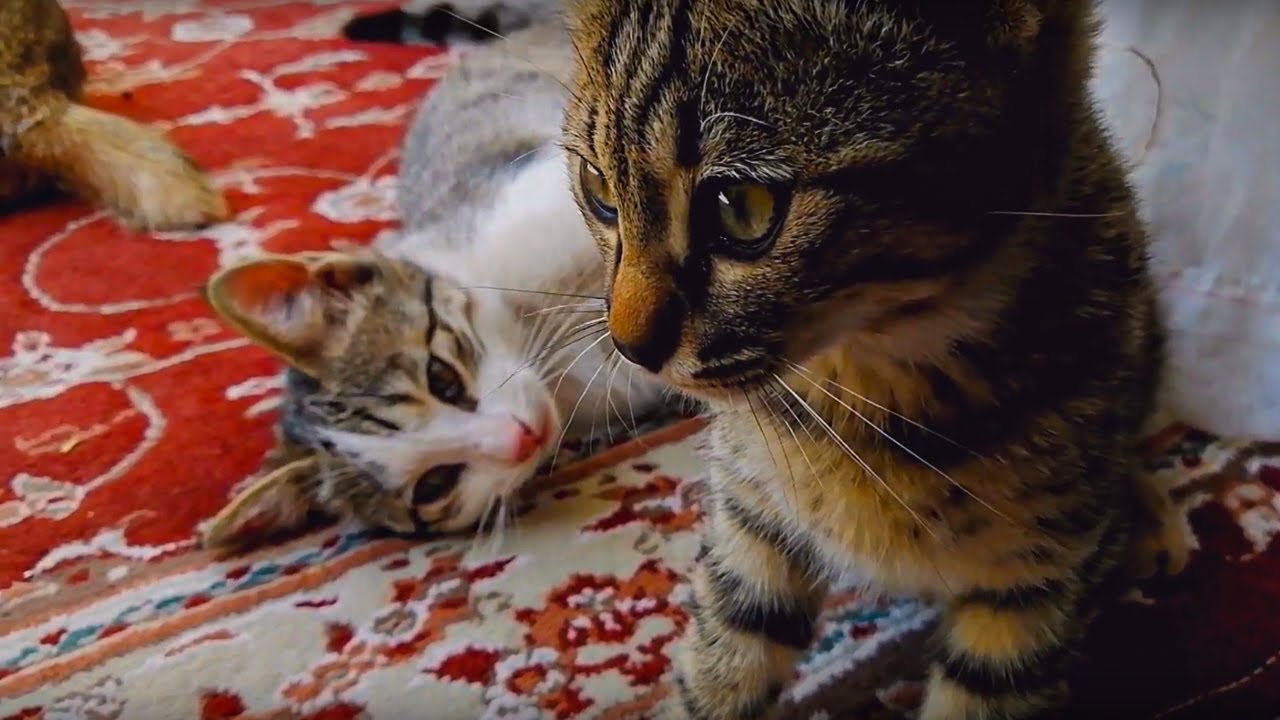 when I play with kittens | cute and funny kittens | playful and cats ...