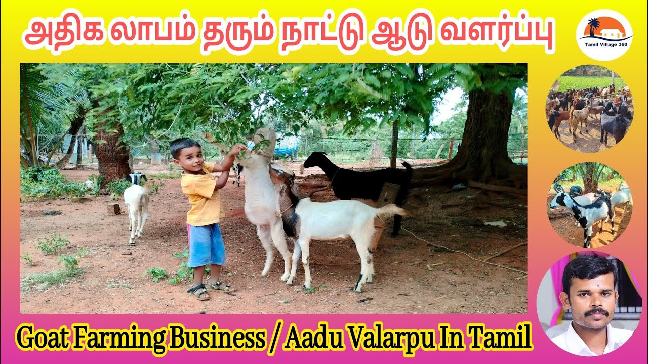நாட்டு ஆடு வளர்ப்பில் அதிக லாபம் ஈட்ட வேண்டுமா? | Aadu Valarpu In Tamil ...