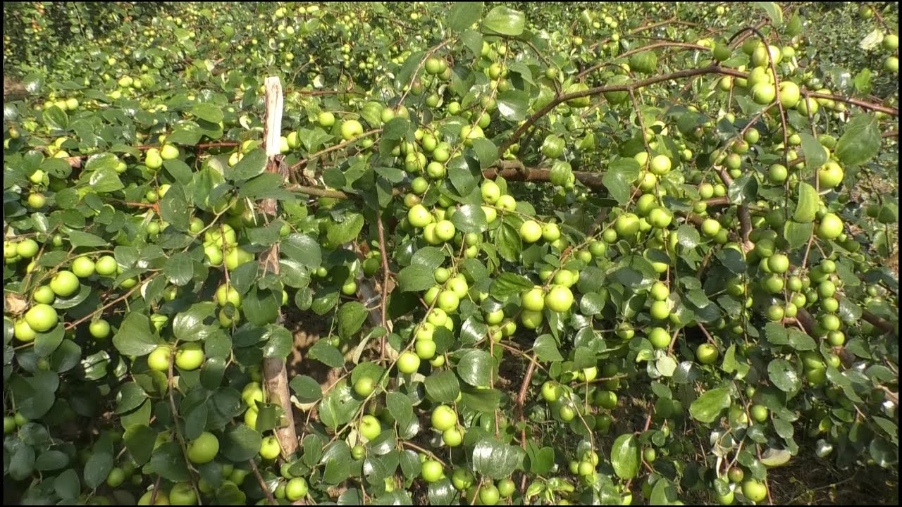 Sour Jujube Fruit Garden - Why Invest - YouTube