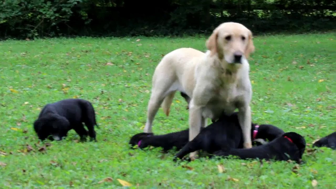 Labernese Puppies For Sale - YouTube