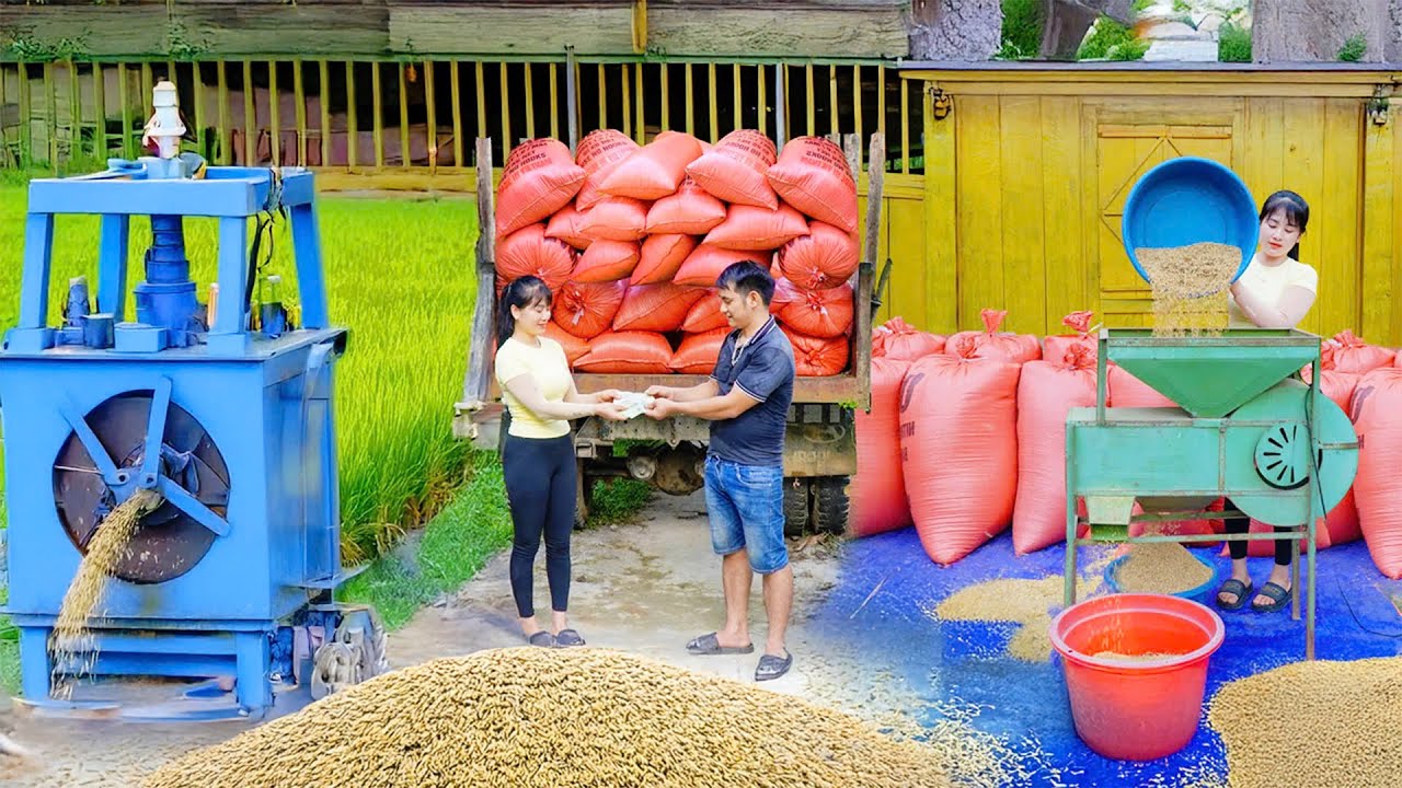 After Harvesting, Dry and Clean The Rice Dust, Sell Many Bags of Rice ...