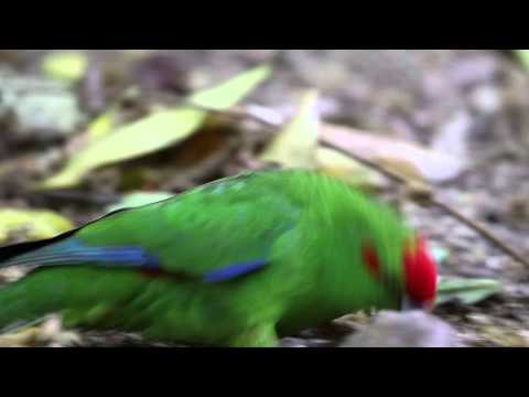 Kakariki
