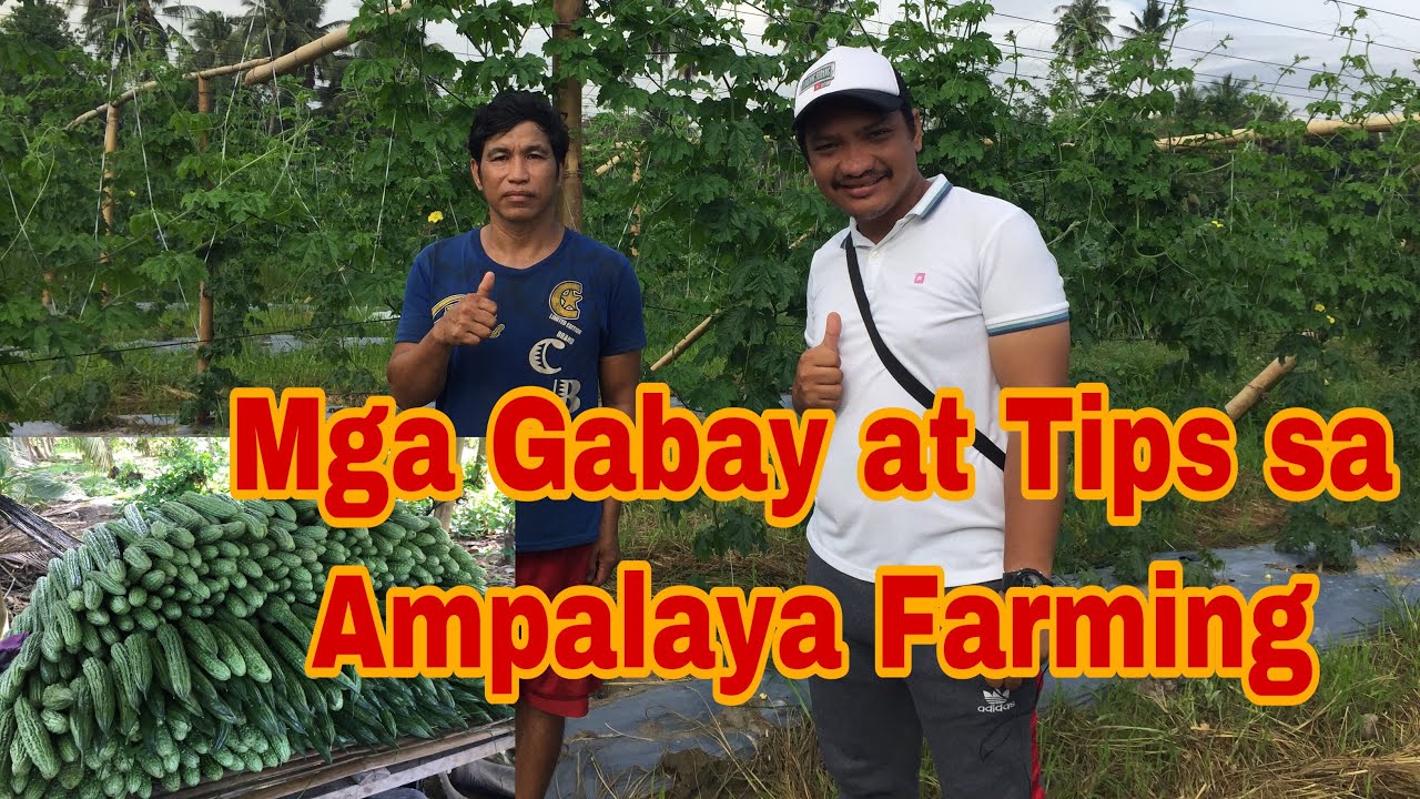 Ampalaya Farming In The Philippines II Ampalaya Farming II Bitter Gourd ...