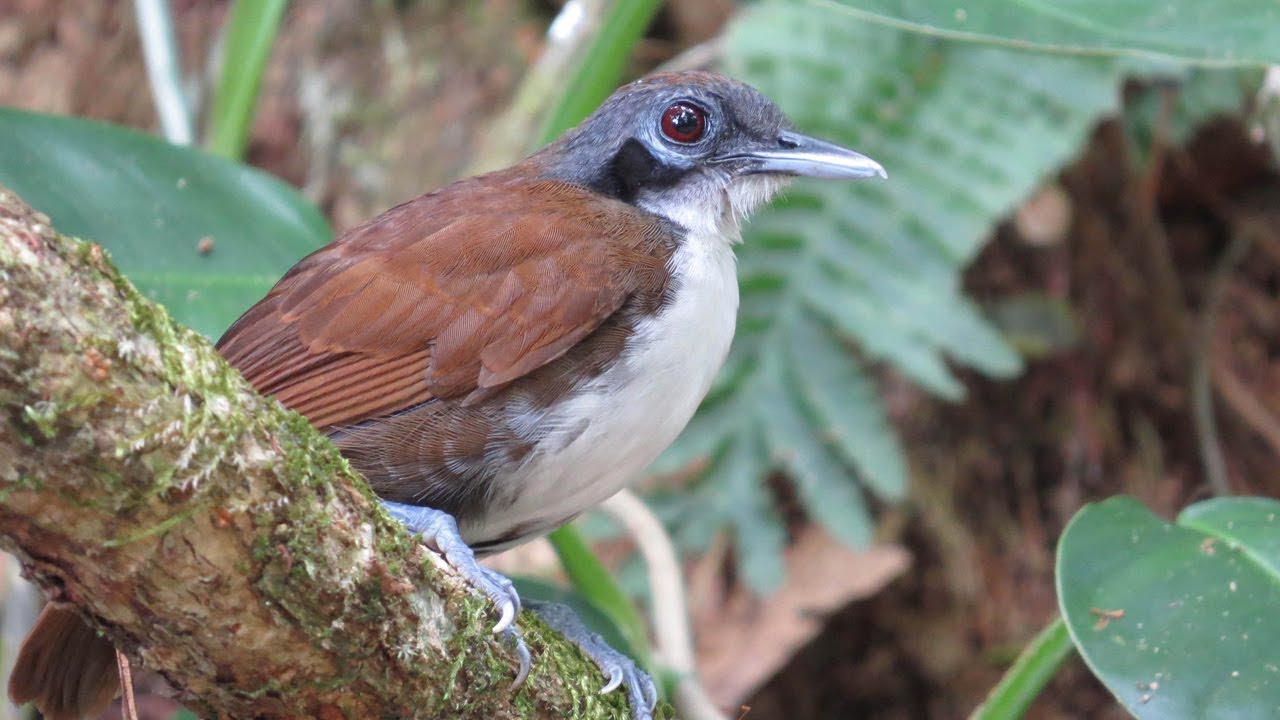 Bicolored Antbird in Panama - YouTube