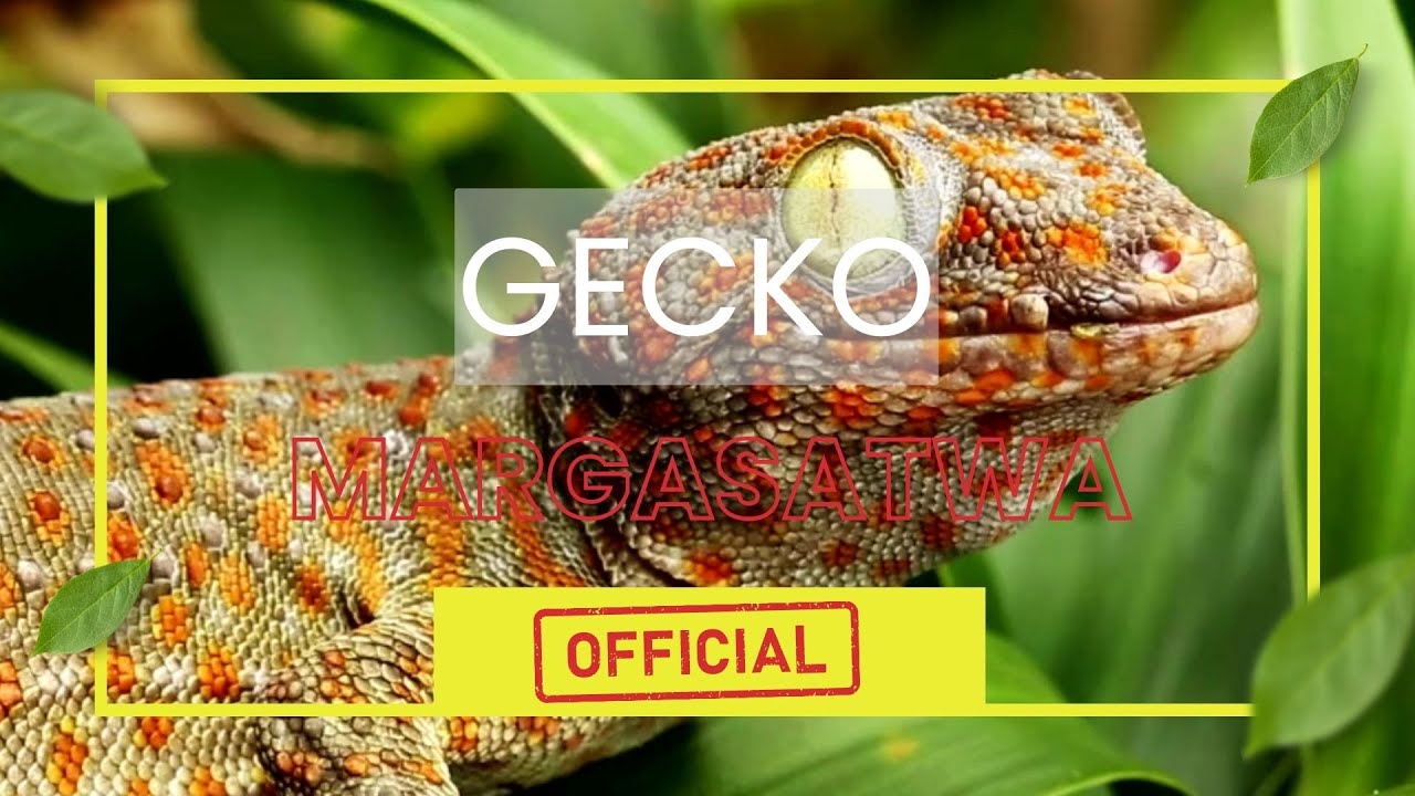 gecko - YouTube