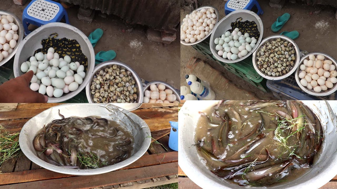 Deshi Hash murgir Dim/Egg/Deshi shing maass/Selling Pure Healthy ...