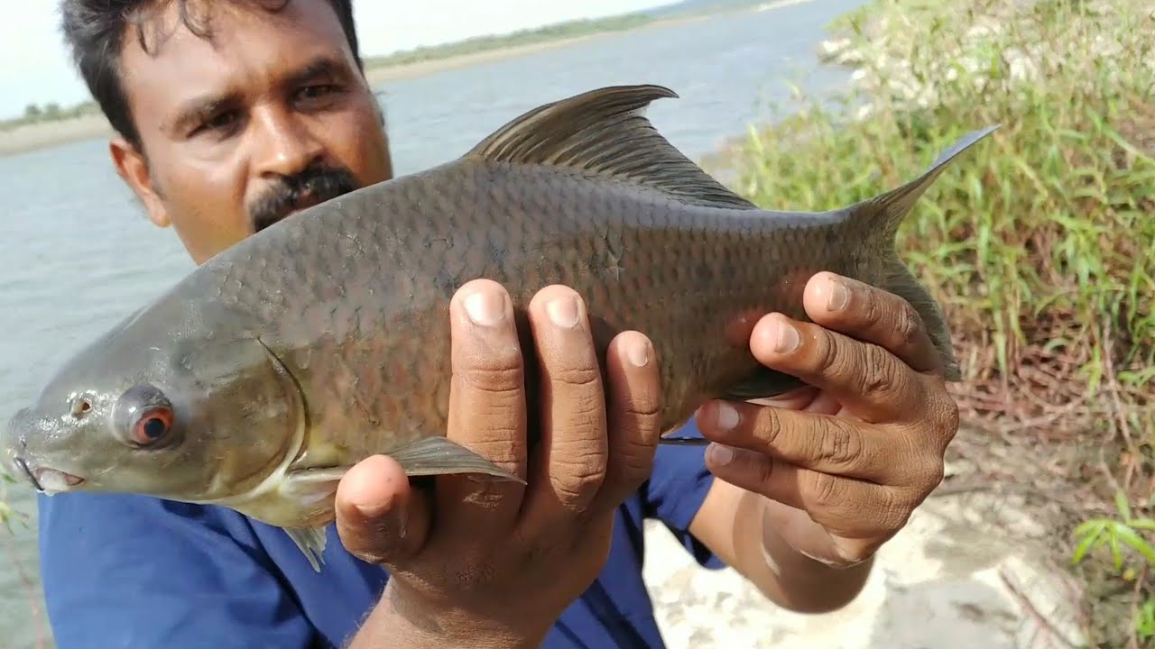 Fish hunting||fishing||fishing in Krishna river for black Rohu fishes ...