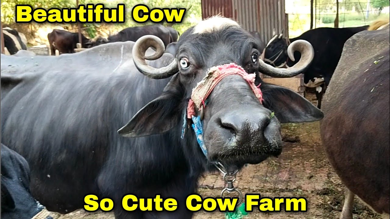 Beautiful Cows Pets || Cow Farm || So Cute Cows || Pets Fun - YouTube