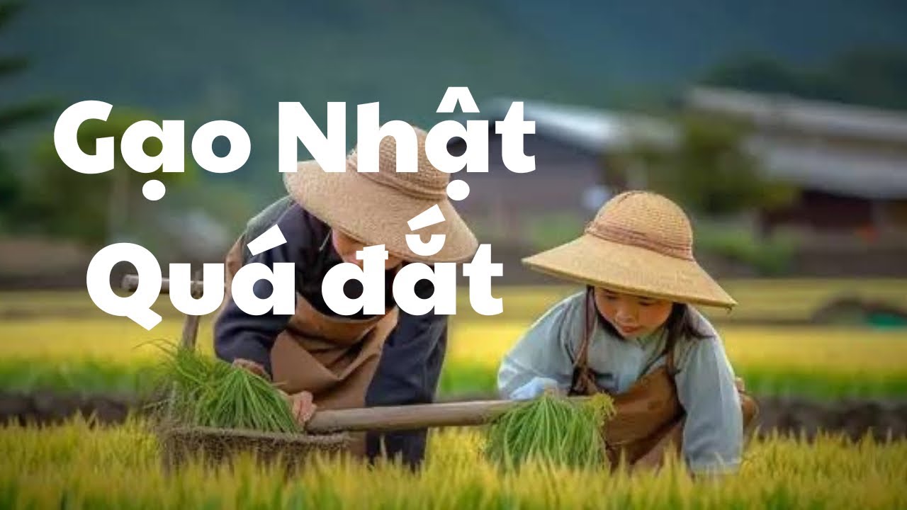 Giá gạo ở Nhật Bản tăng chóng mặt - YouTube