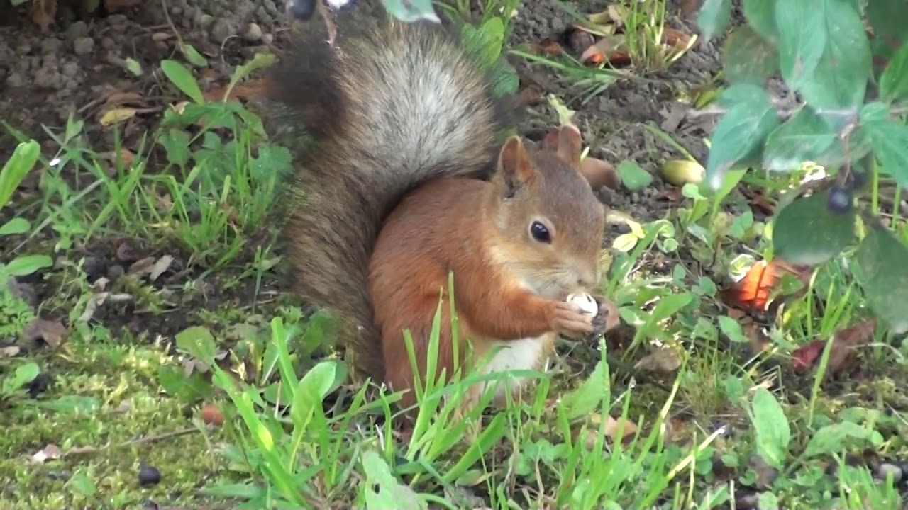 Russian Red Squirrel - YouTube