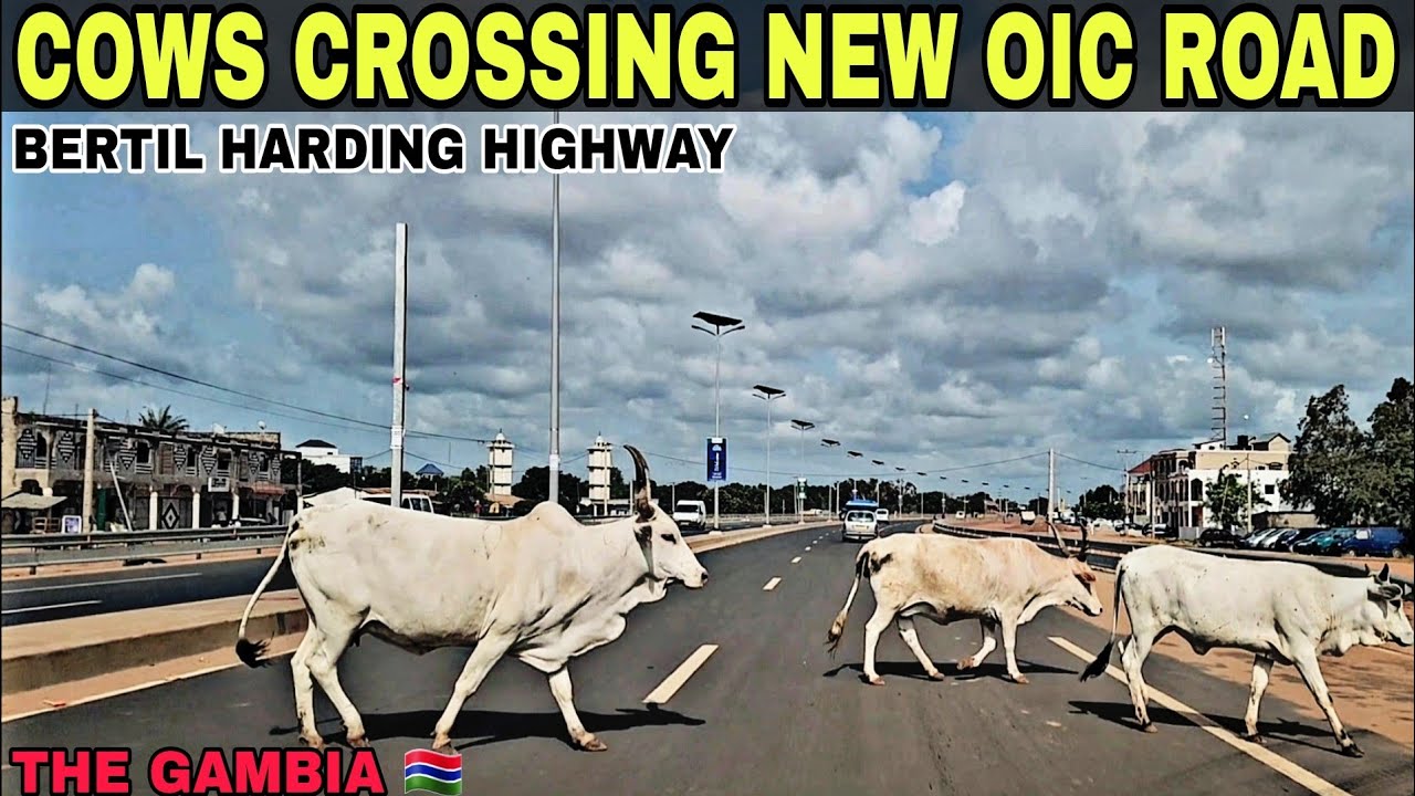 Sukuta to Banjul International Airport Drive with Cows Crossing ...