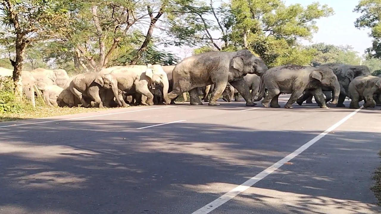 60 to 70 wild elephants cross the highway with their babies #assam 🥰🥰🐘🐘 ...