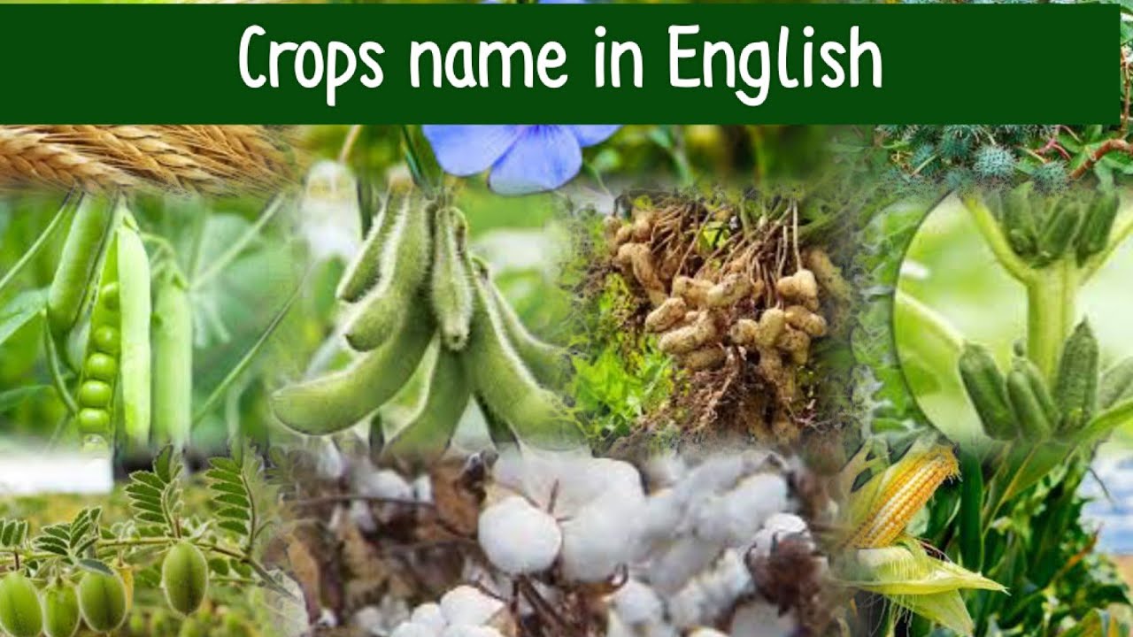 Crops names (part 1) | Name of crops in English | List of 20 crops | 20 ...
