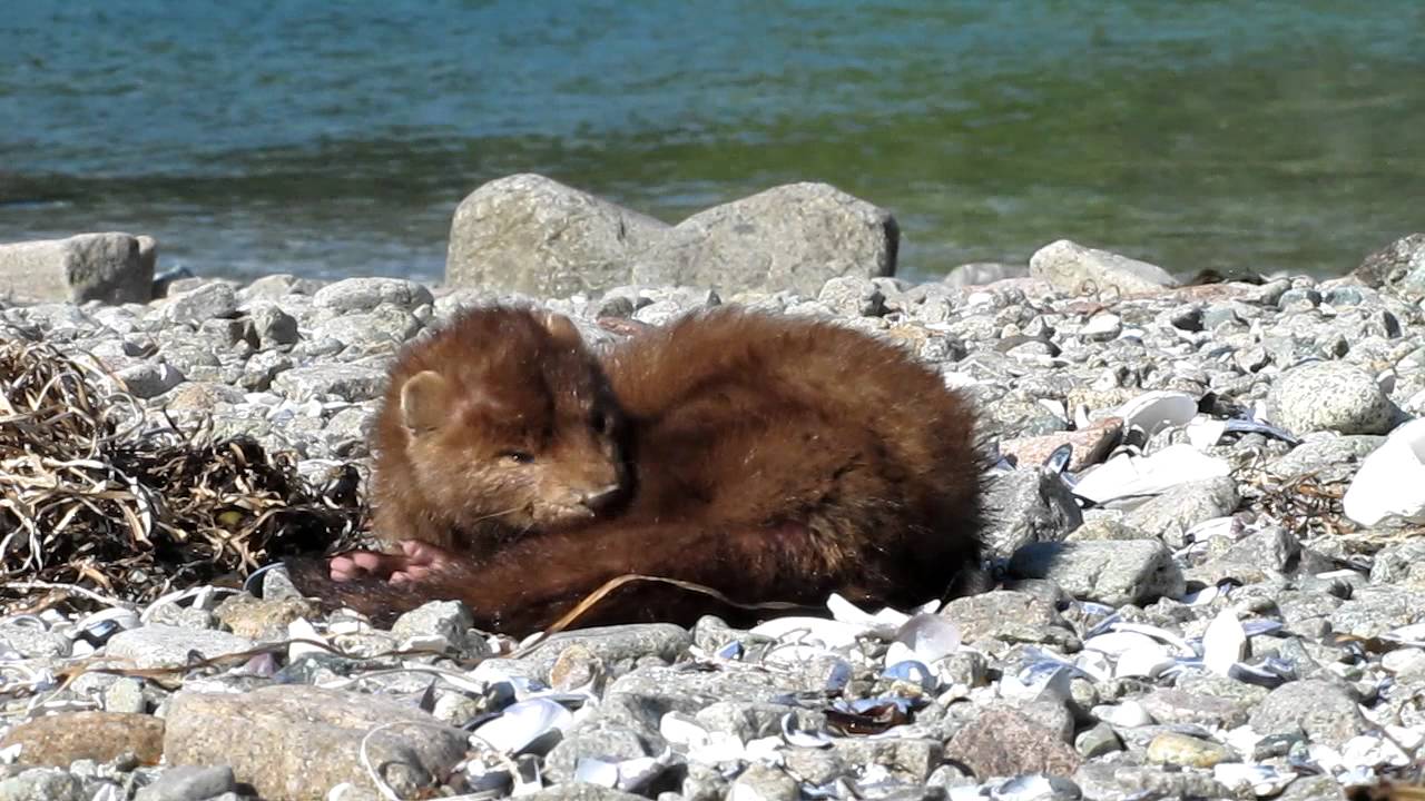 Mink Grooming Itself in Barkley Sound BC - YouTube