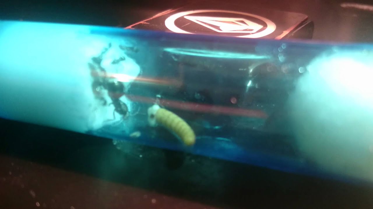 Ants canada | omni nest update #31 - YouTube