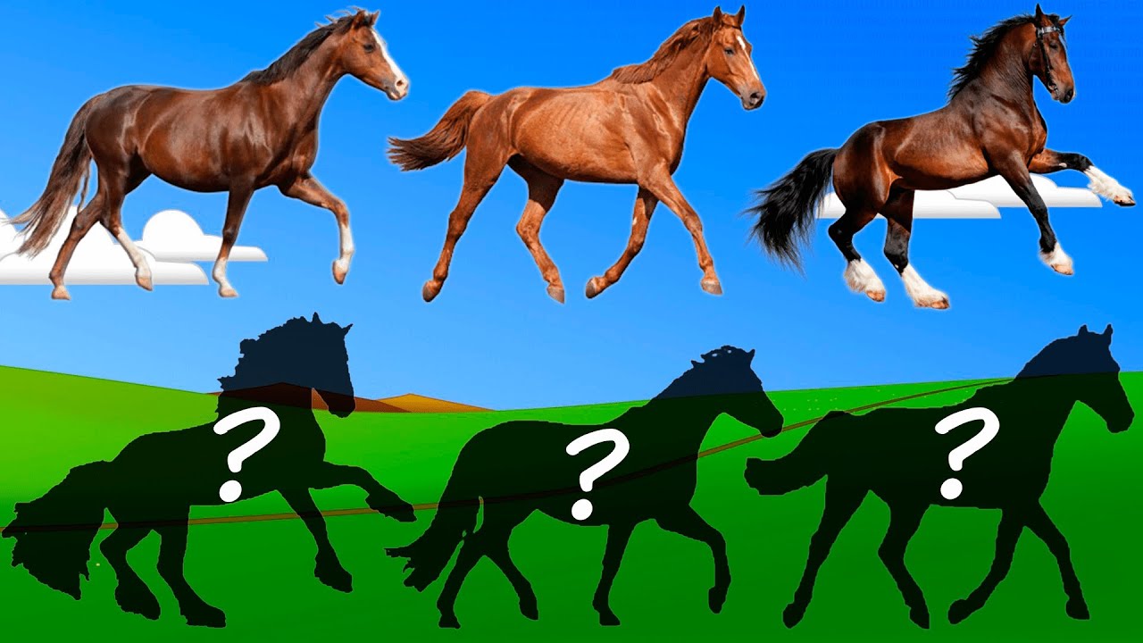 CUTE ANIMALS Kuda, Bison, Horse, Tiger, Lion, 들소, 얼룩말, 말, 고양이, 사자, 기니피그 ...