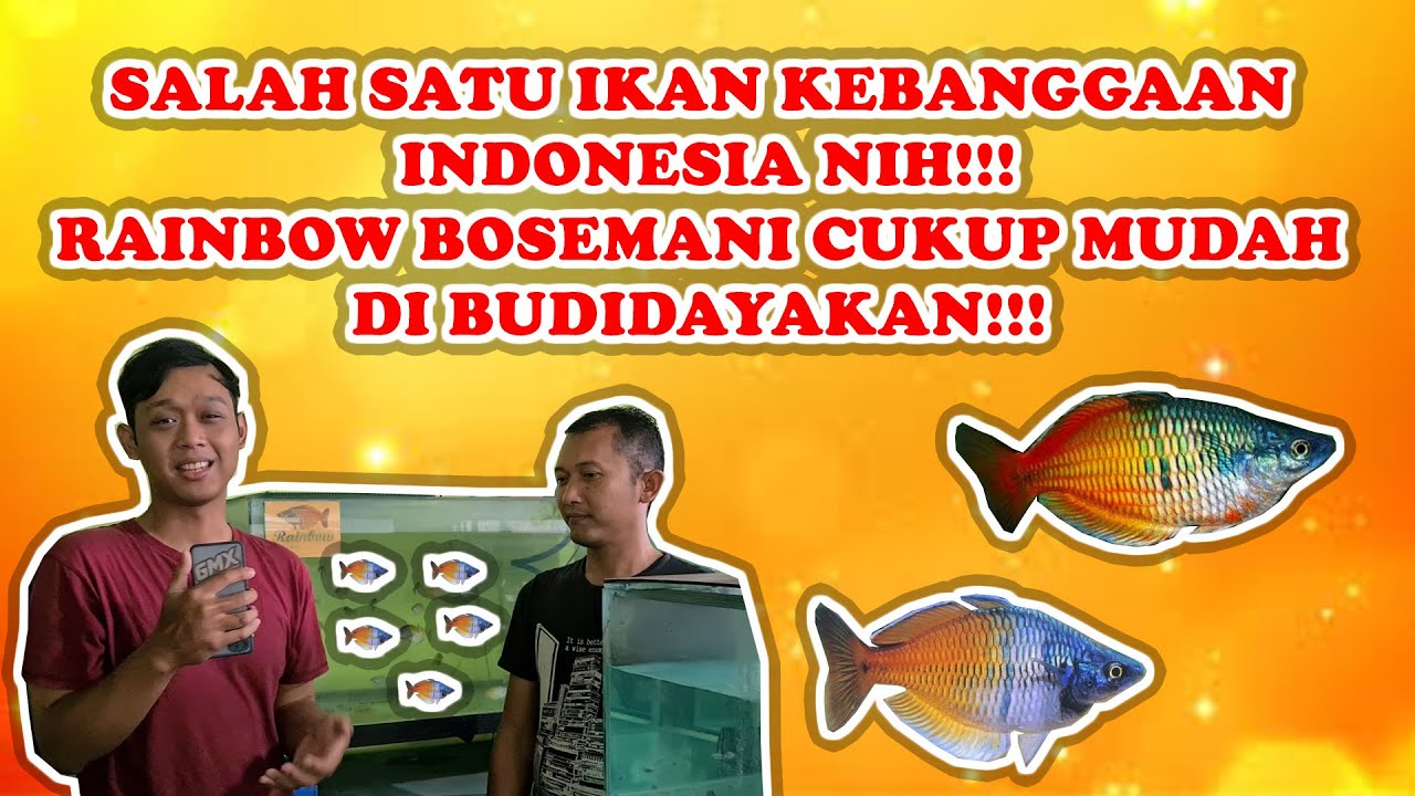CARA BUDIDAYA IKAN RAINBOW BOSEMANI DENGAN MUDAH DAN SIMPEL!!! IKAN ...