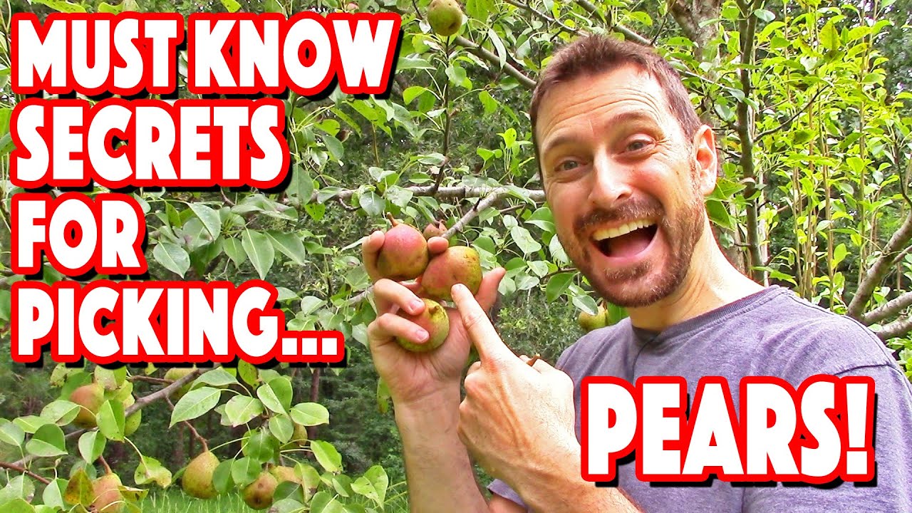 The Secrets To Picking Perfect Pears! - YouTube