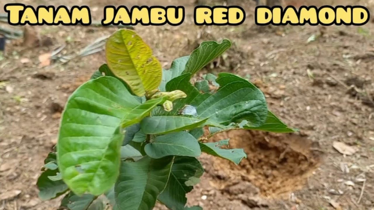 Cara Tanam Jambu Batu Red Diamond - YouTube