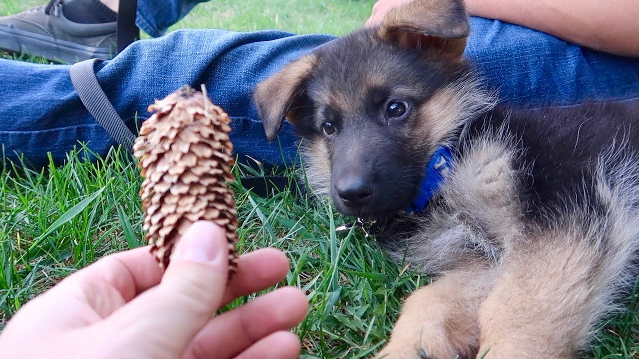 Sammie Meets New Puppy Sniper For The First Time! - YouTube