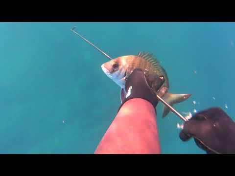 mixalis simitsakis SPEARFISHING 🇬🇷 σαργός