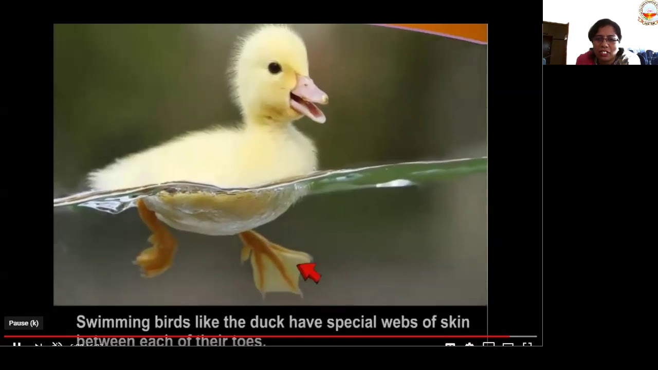 DAV Class 4 chapter birds and claws part 3 - YouTube