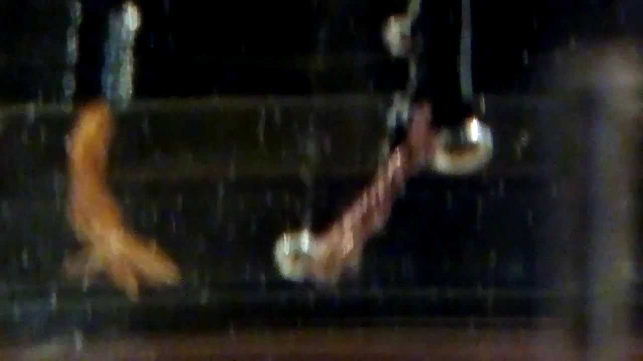 Electricity in Water - Electrolysis DC 12V - YouTube