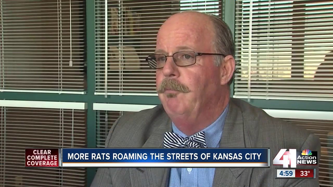 More rats roaming the streets of Kansas City - YouTube