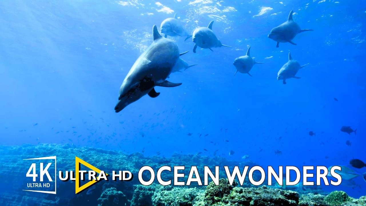 Ocean Wonders in 4K | Ocean Blue Sea Animals for Relaxing 4k Video ...