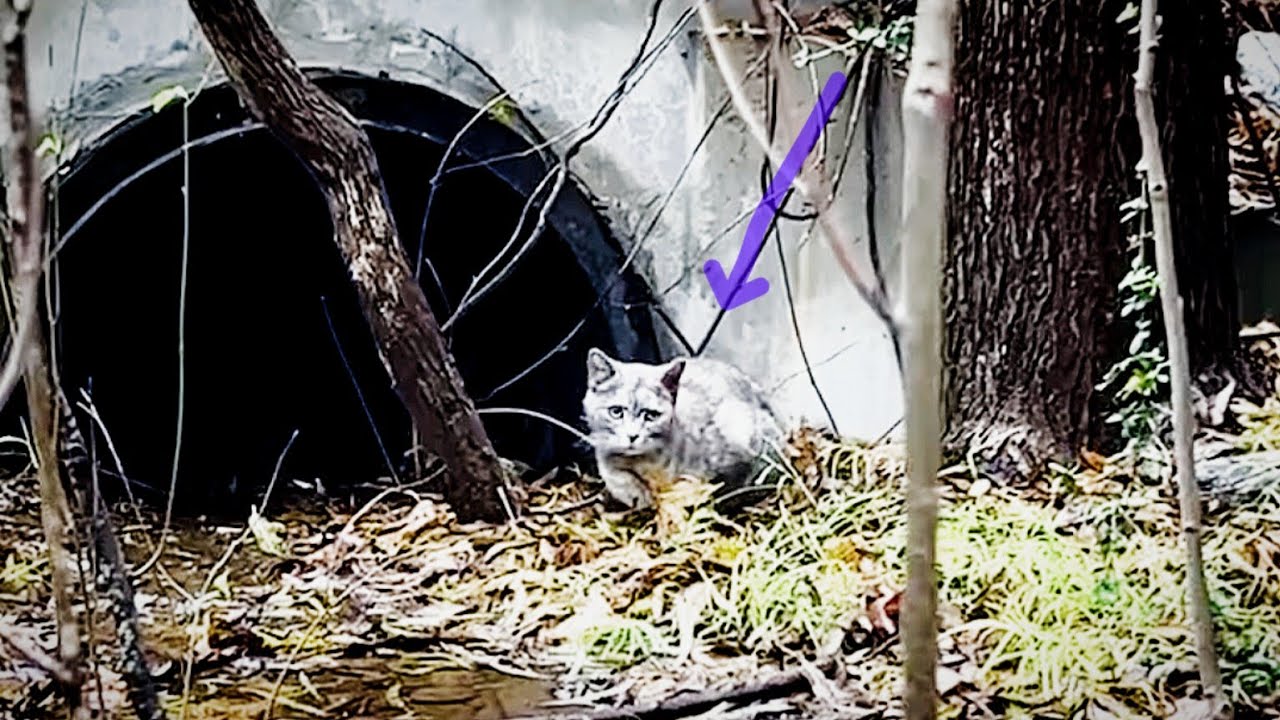 One Woman's Inspiring Quest to Win the Heart of a Sewer Cat" - YouTube