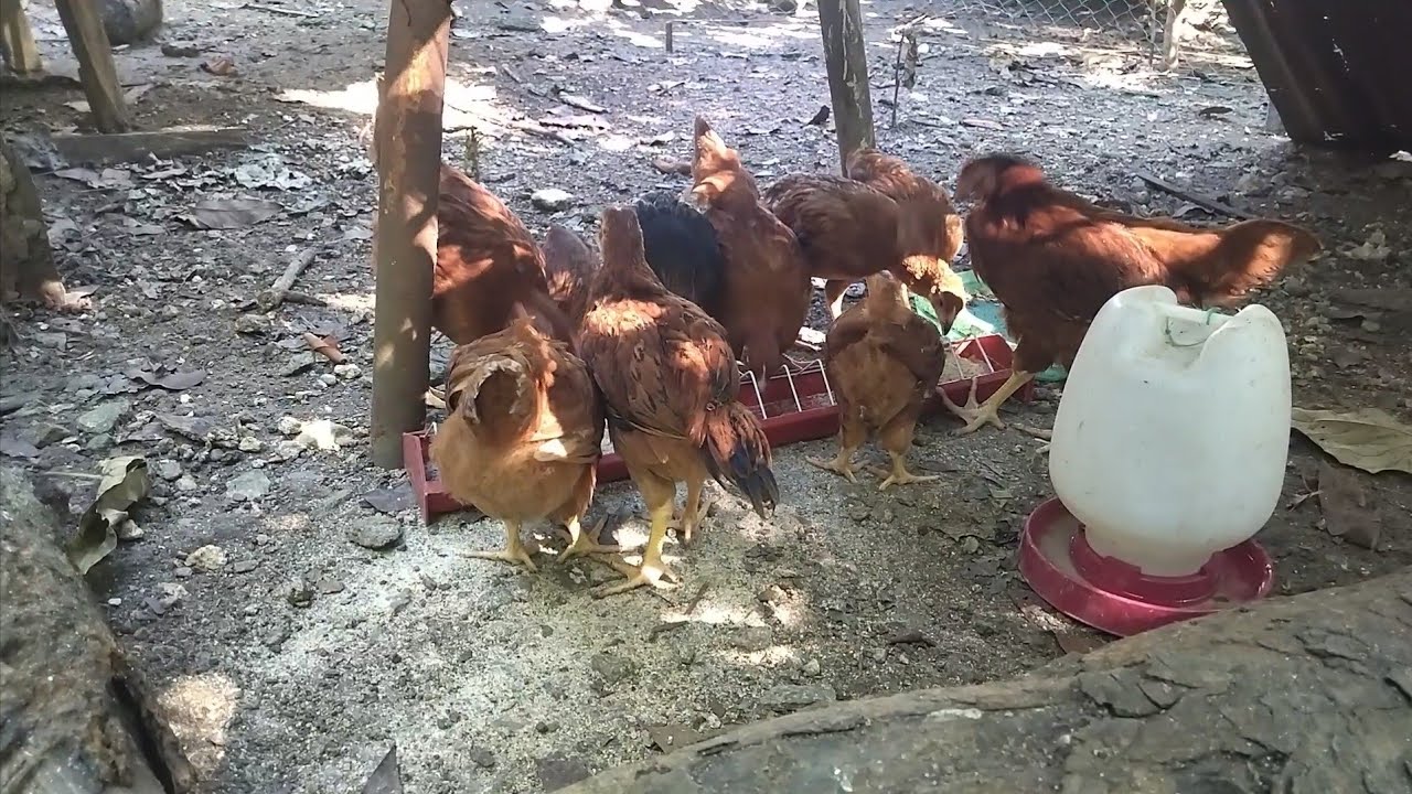 Sa 30 PCS Eggs Nang Rhode Island Red Chickens Ito na Sila Ngayun ...
