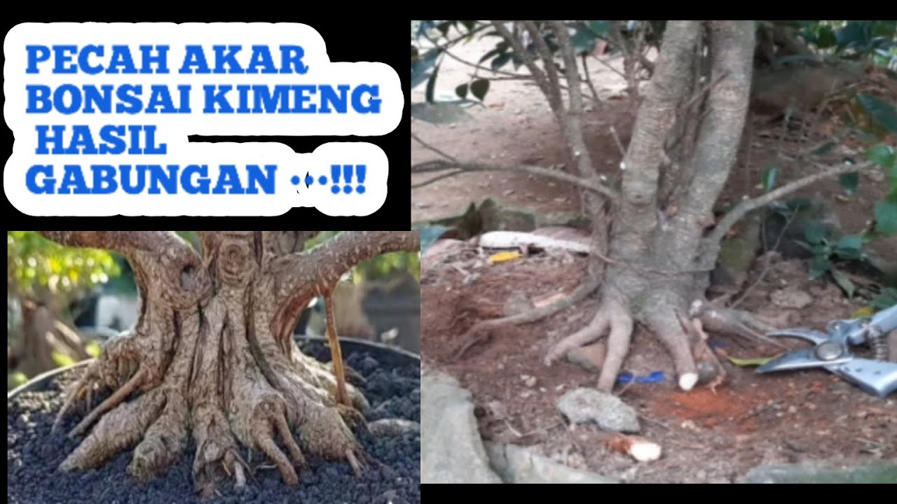 Tehnik simpel pecah akar Bonsai kimeng - YouTube
