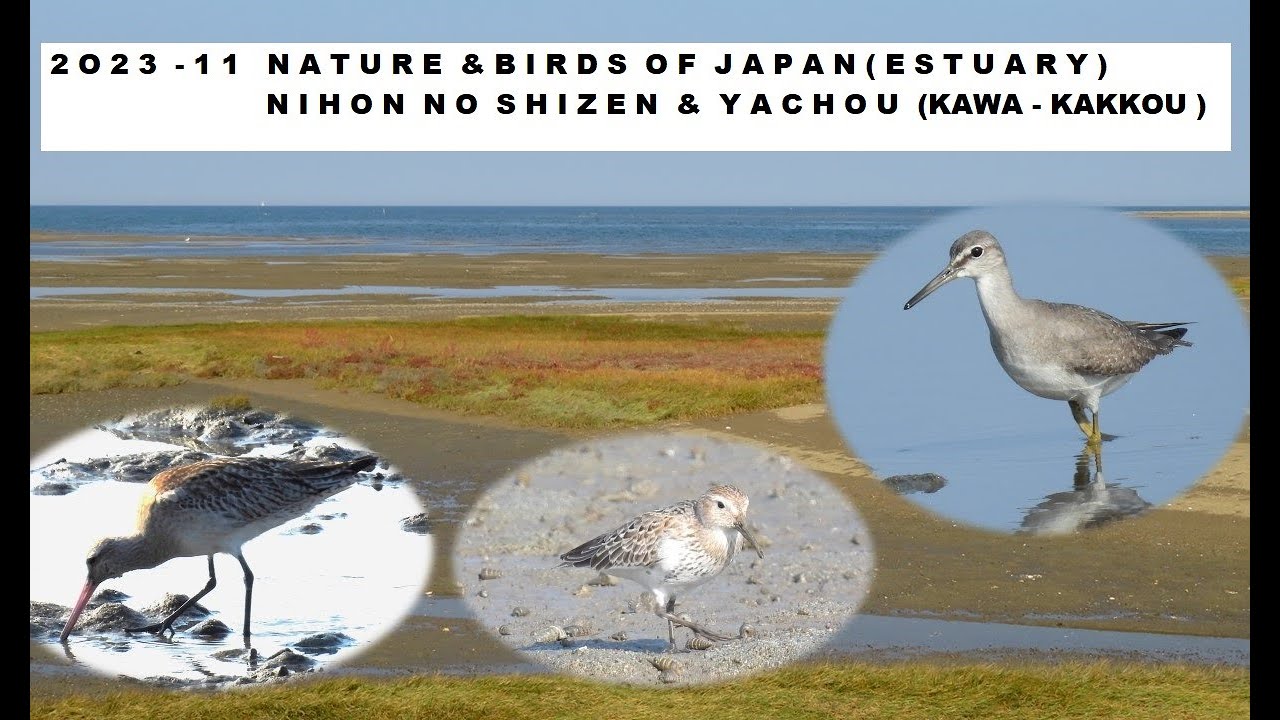 2023 11 NATURE & BIRDS OF JAPAN ESTUARY - YouTube