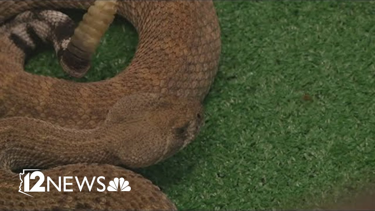 Experts teach snake safety at 'Rattlesnake Garage' - YouTube