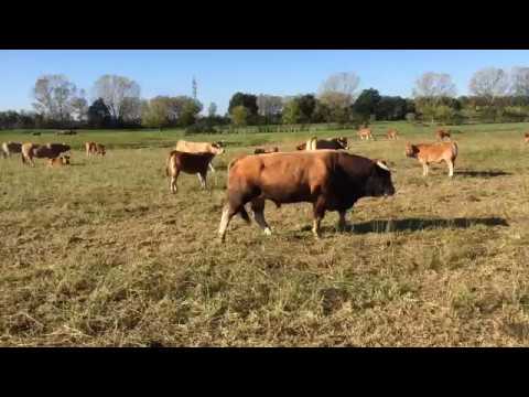 Monta Natural: toro lesionat - YouTube